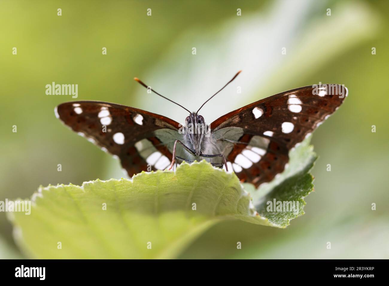 Limenitis reducta, known as the Southern white admiral butterfly Stock ...