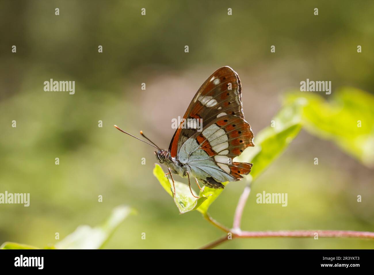 Limenitis reducta, known as the Southern white admiral butterfly Stock ...