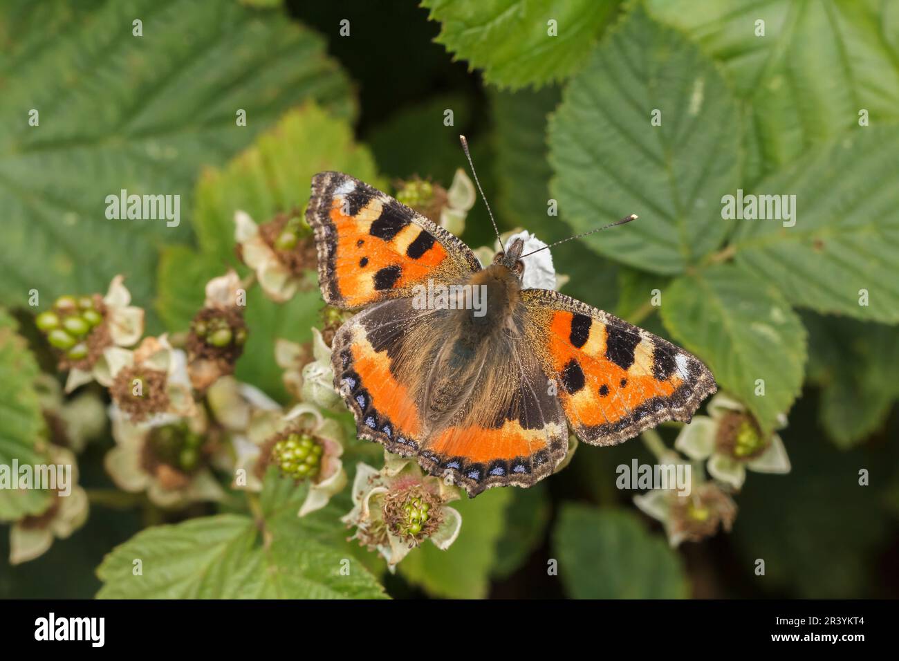 Aglais urticae, syn. Nymphalis urticae, known as Small tortoiseshell butterfly Stock Photo - Alamy