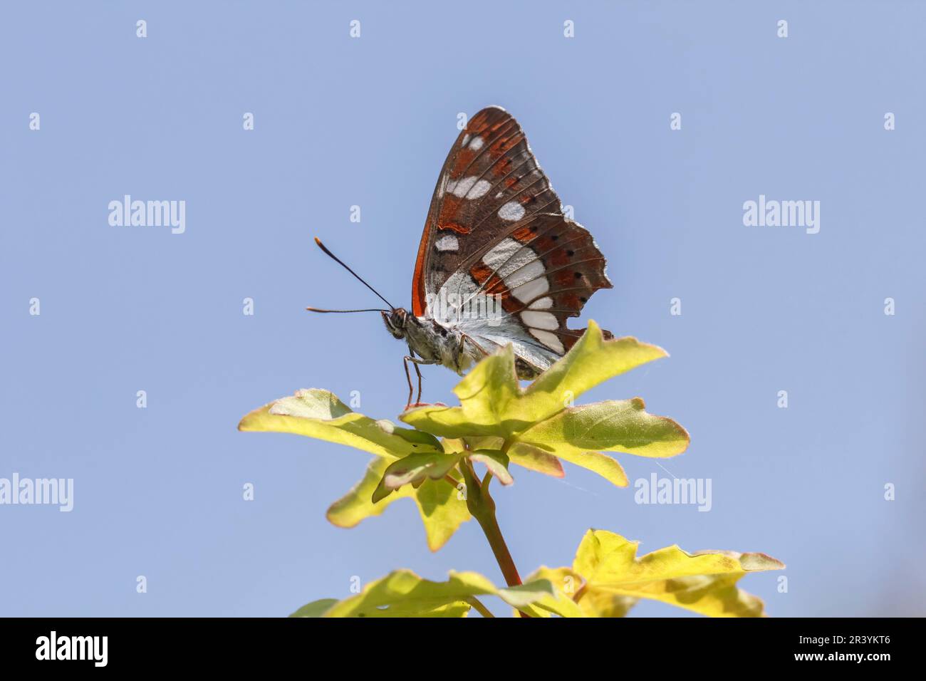 Limenitis reducta, known as the Southern white admiral butterfly Stock ...