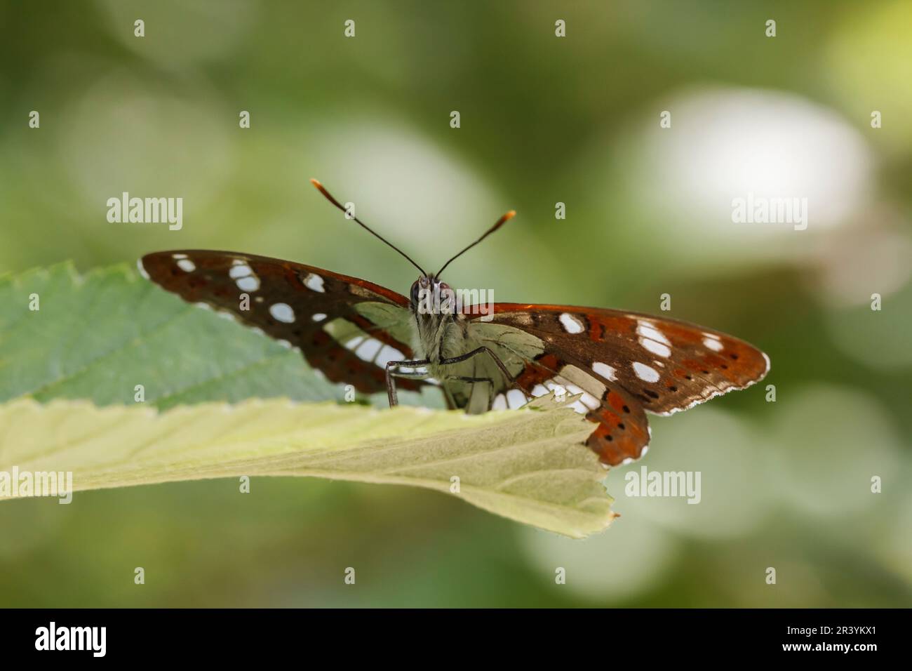 Limenitis reducta, known as the Southern white admiral butterfly Stock ...