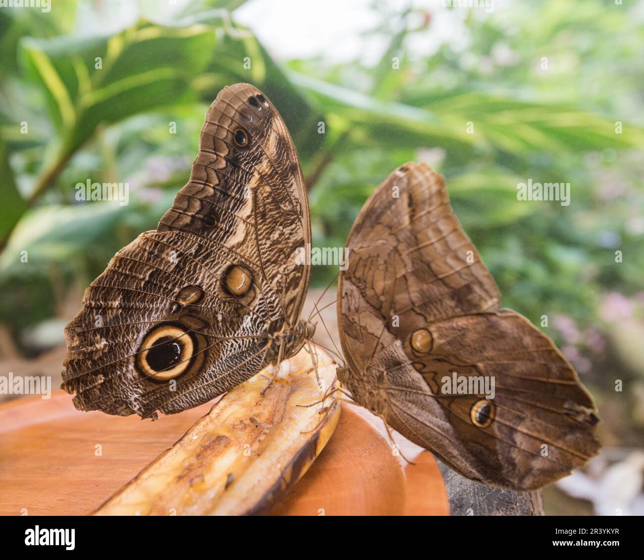 Butterflies in the butterfly tunnel at Jersey Zoo Stock Photo - Alamy