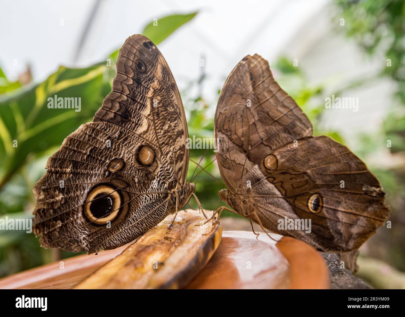 Butterflies in the butterfly tunnel at Jersey Zoo Stock Photo - Alamy