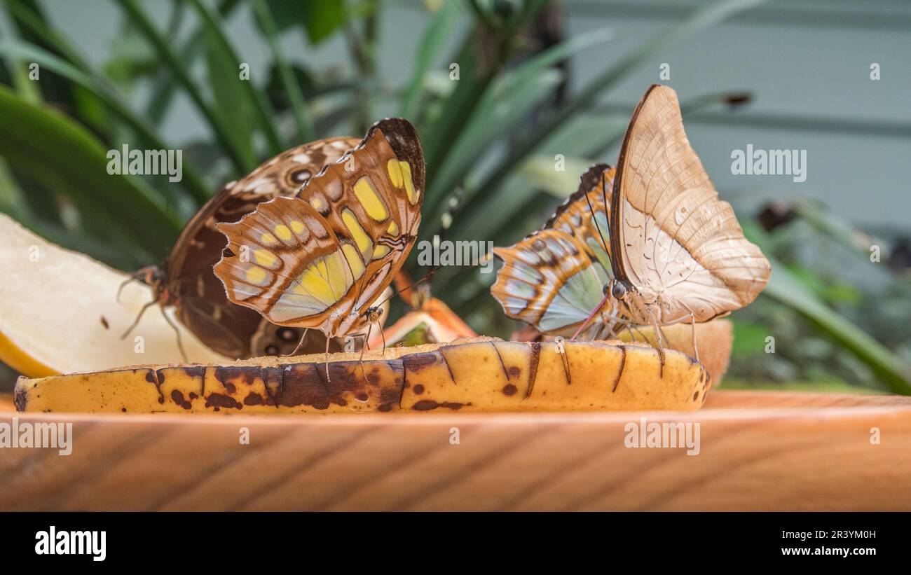 Butterflies in the butterfly tunnel at Jersey Zoo Stock Photo - Alamy