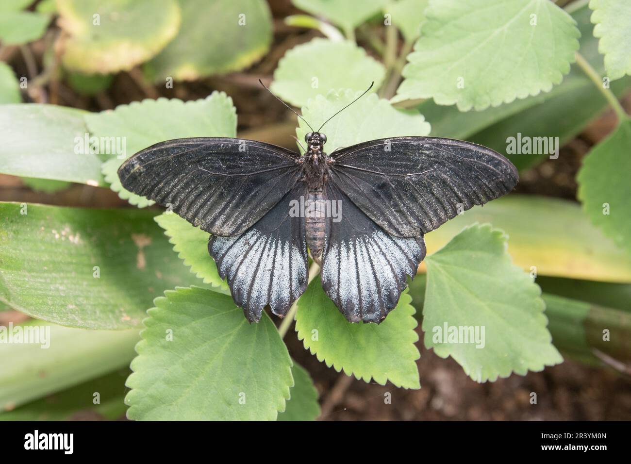 Butterflies in the butterfly tunnel at Jersey Zoo Stock Photo - Alamy
