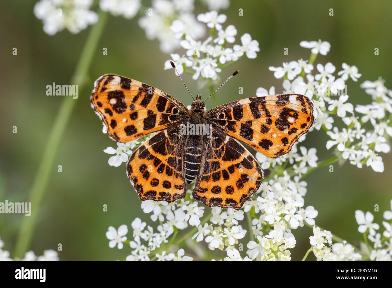 Araschnia levana (f. levana), The map butterfly, spring form Stock ...
