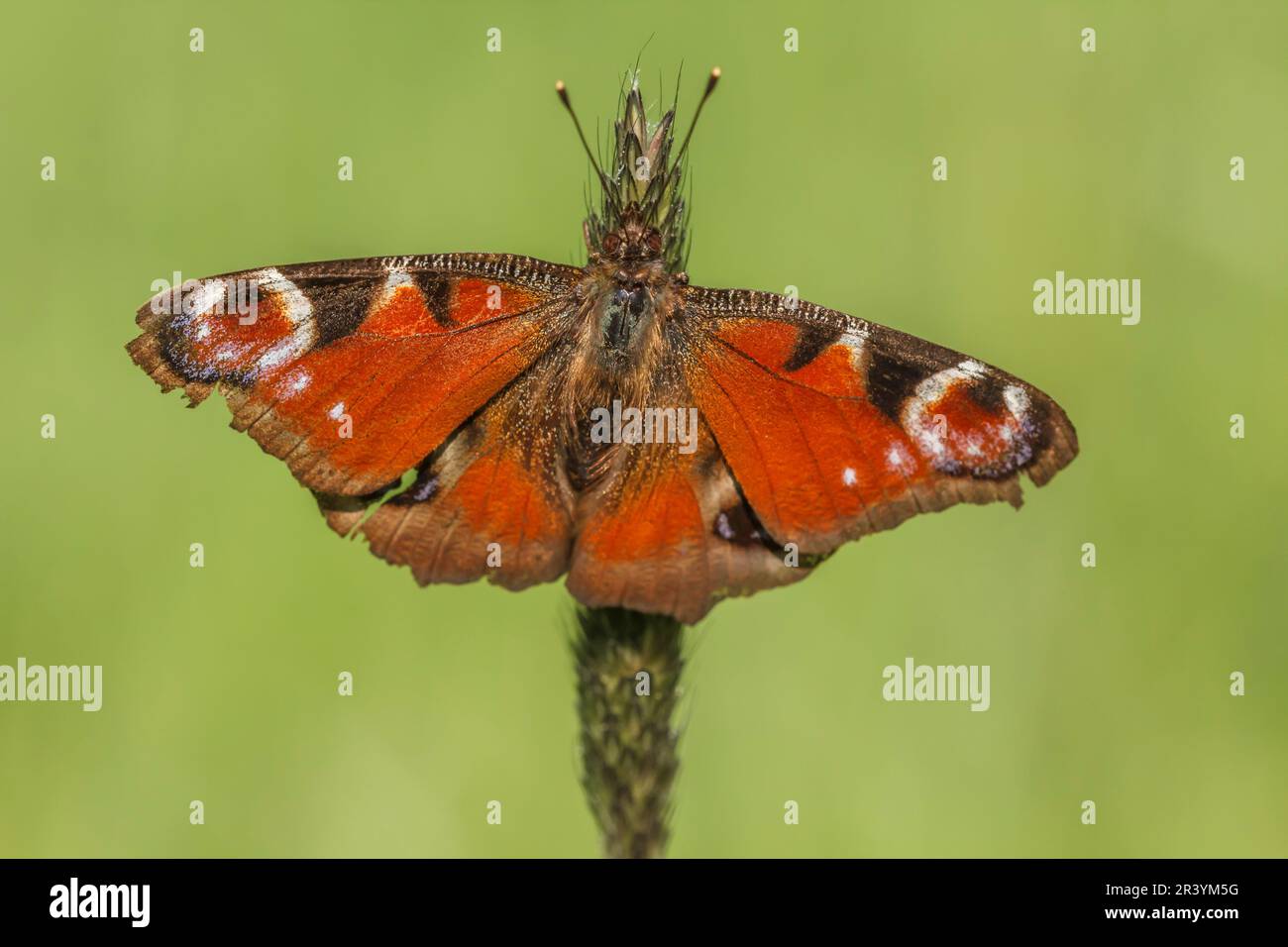 Inachis io, syn. Nymphalis io, known as Peacock butterfly, European ...