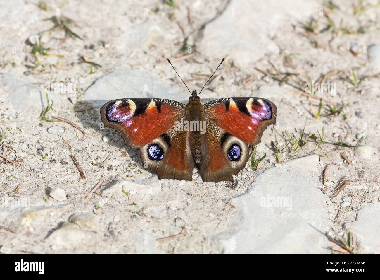 Inachis io, syn. Nymphalis io, known as Peacock butterfly, European ...
