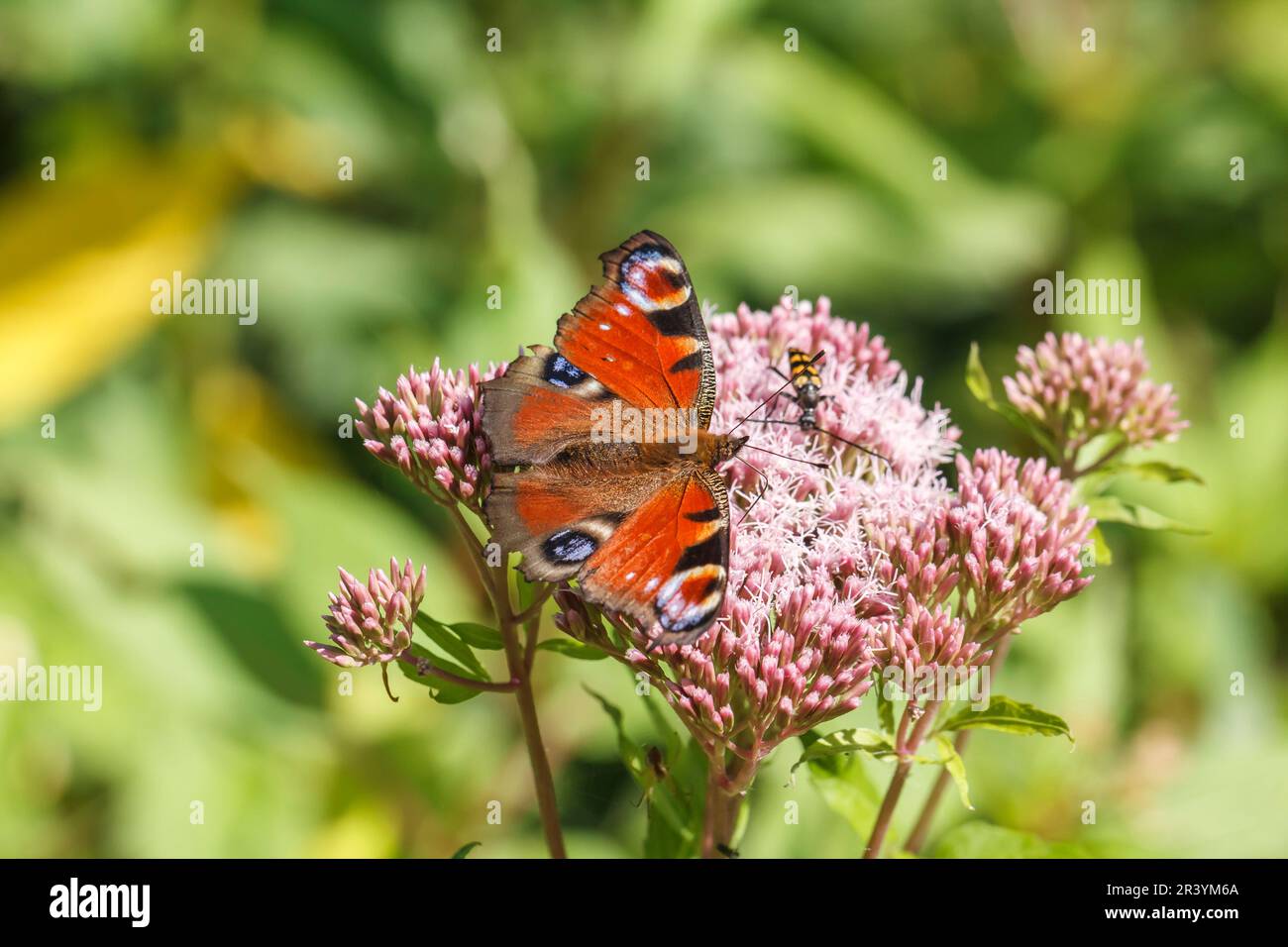 Inachis io, syn. Nymphalis io, known as Peacock butterfly, European ...