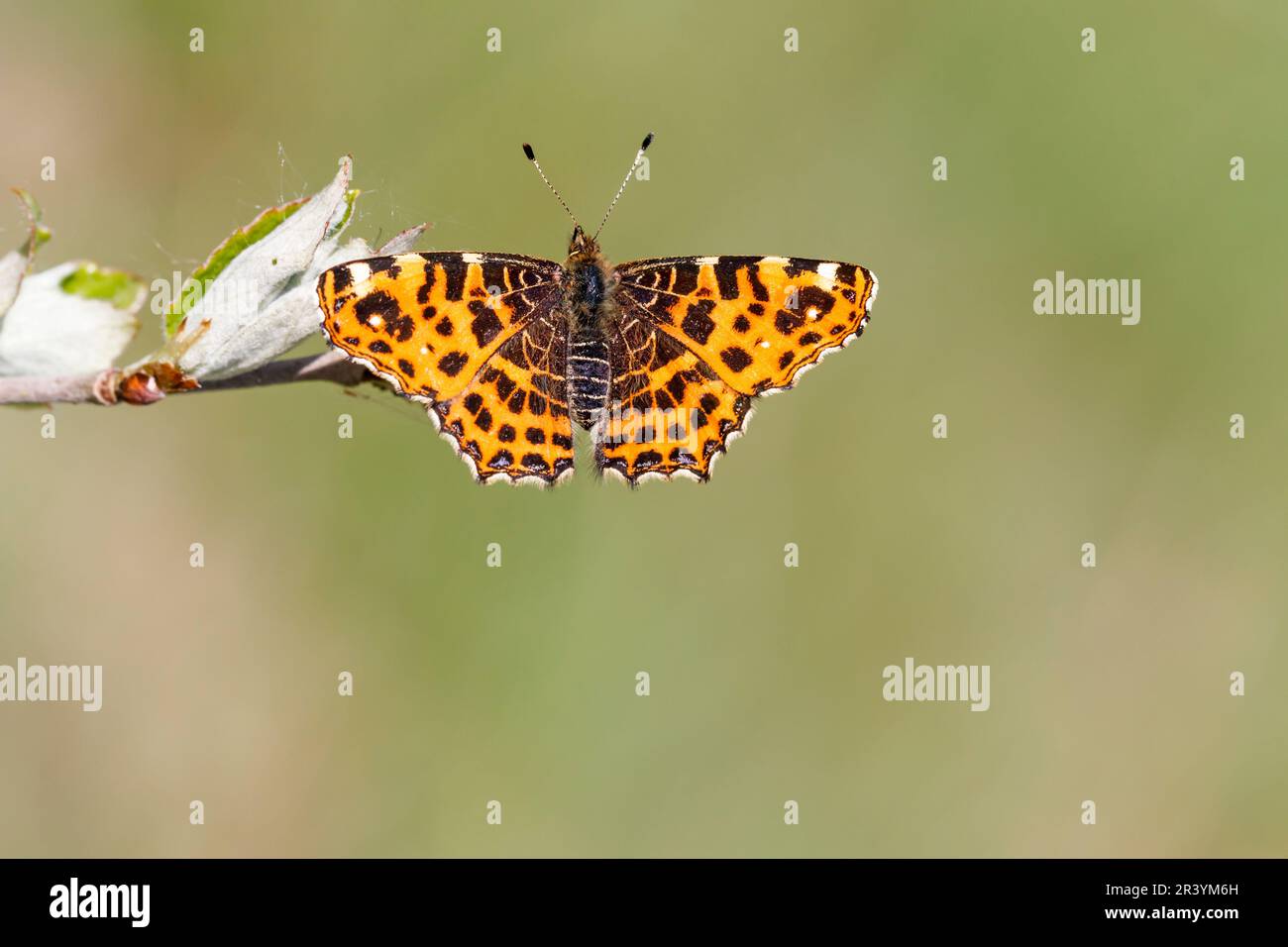 Araschnia levana (f. levana), The map butterfly in spring form Stock ...