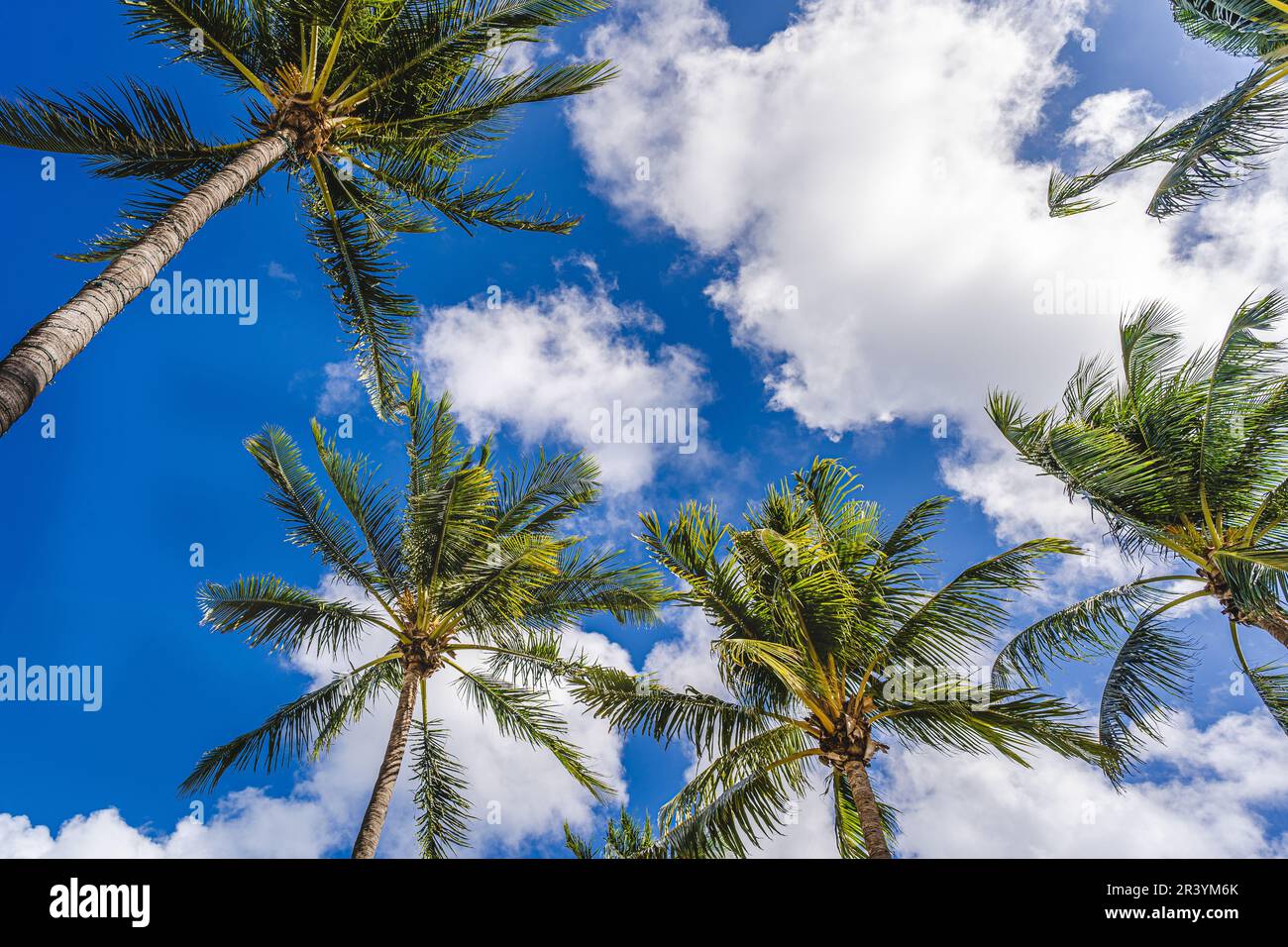 View of the Miami Beach palm trees in front of the Ocean Drive Stock ...