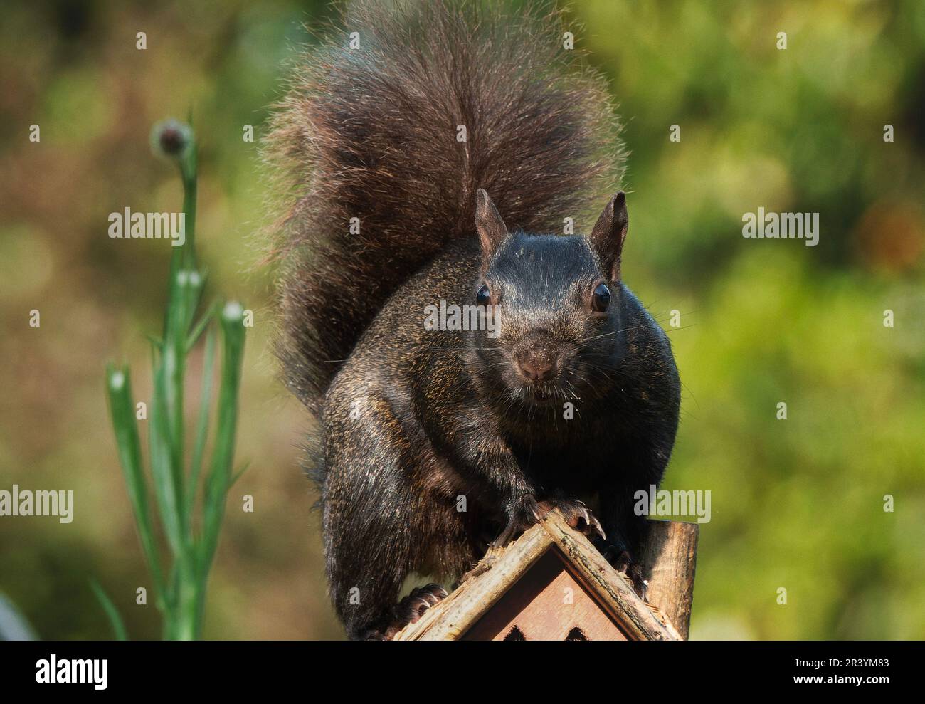 A Black Squirrel on the birdhouse roof Stock Photo - Alamy
