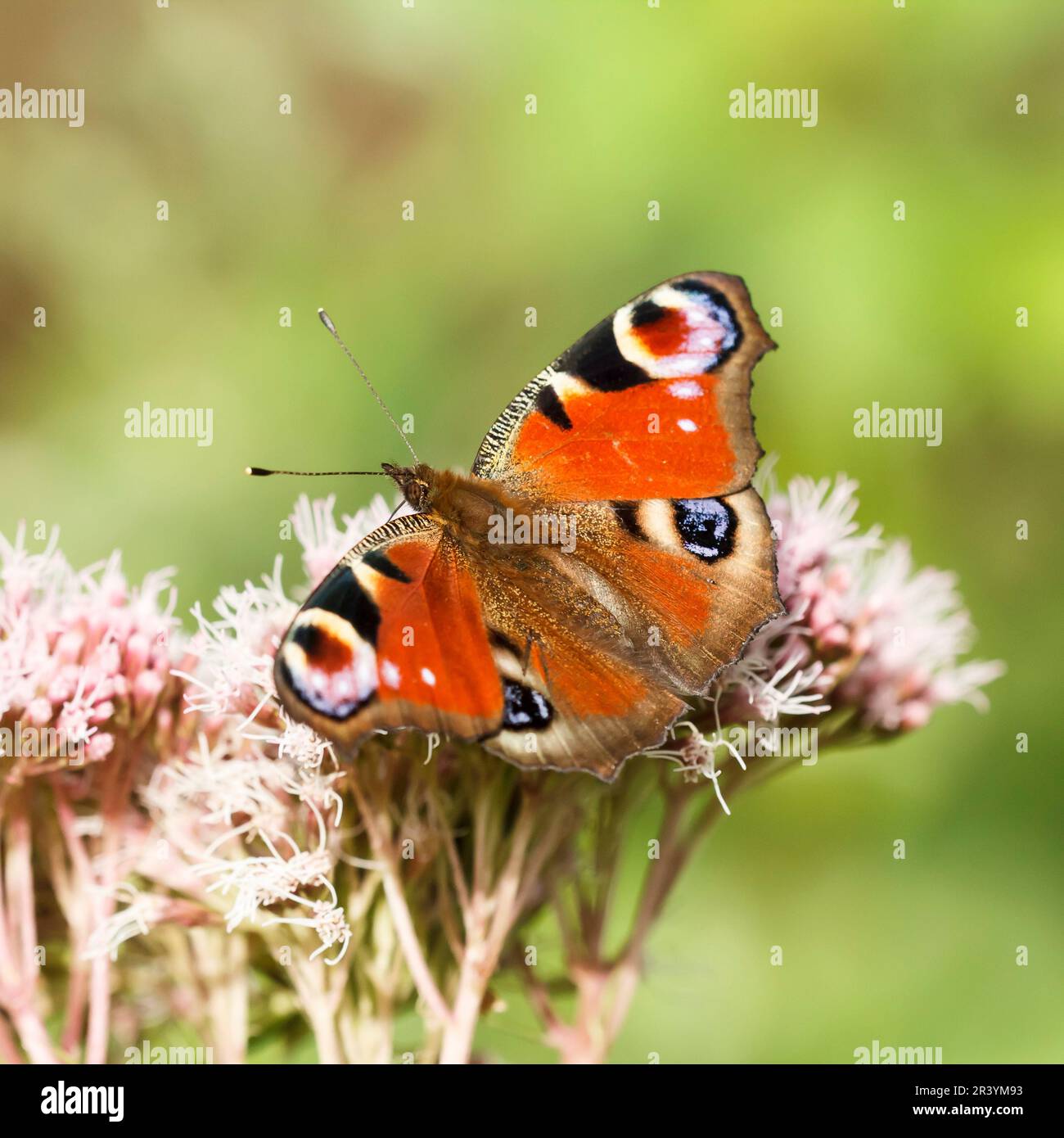 Inachis io, syn. Nymphalis io, known as Peacock butterfly, European ...