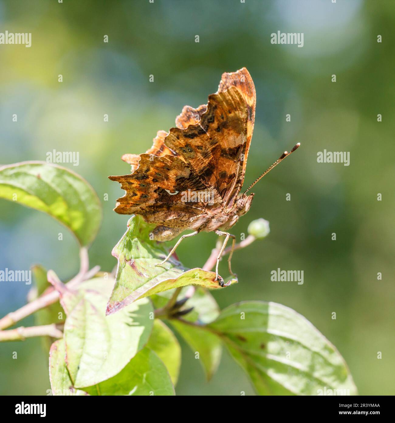 Underwing of comma butterfly hi-res stock photography and images - Alamy