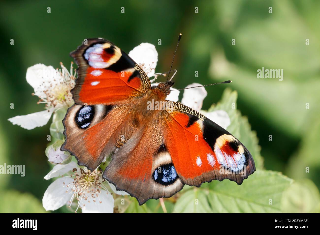 Inachis io, syn. Nymphalis io, known as Peacock butterfly, European ...