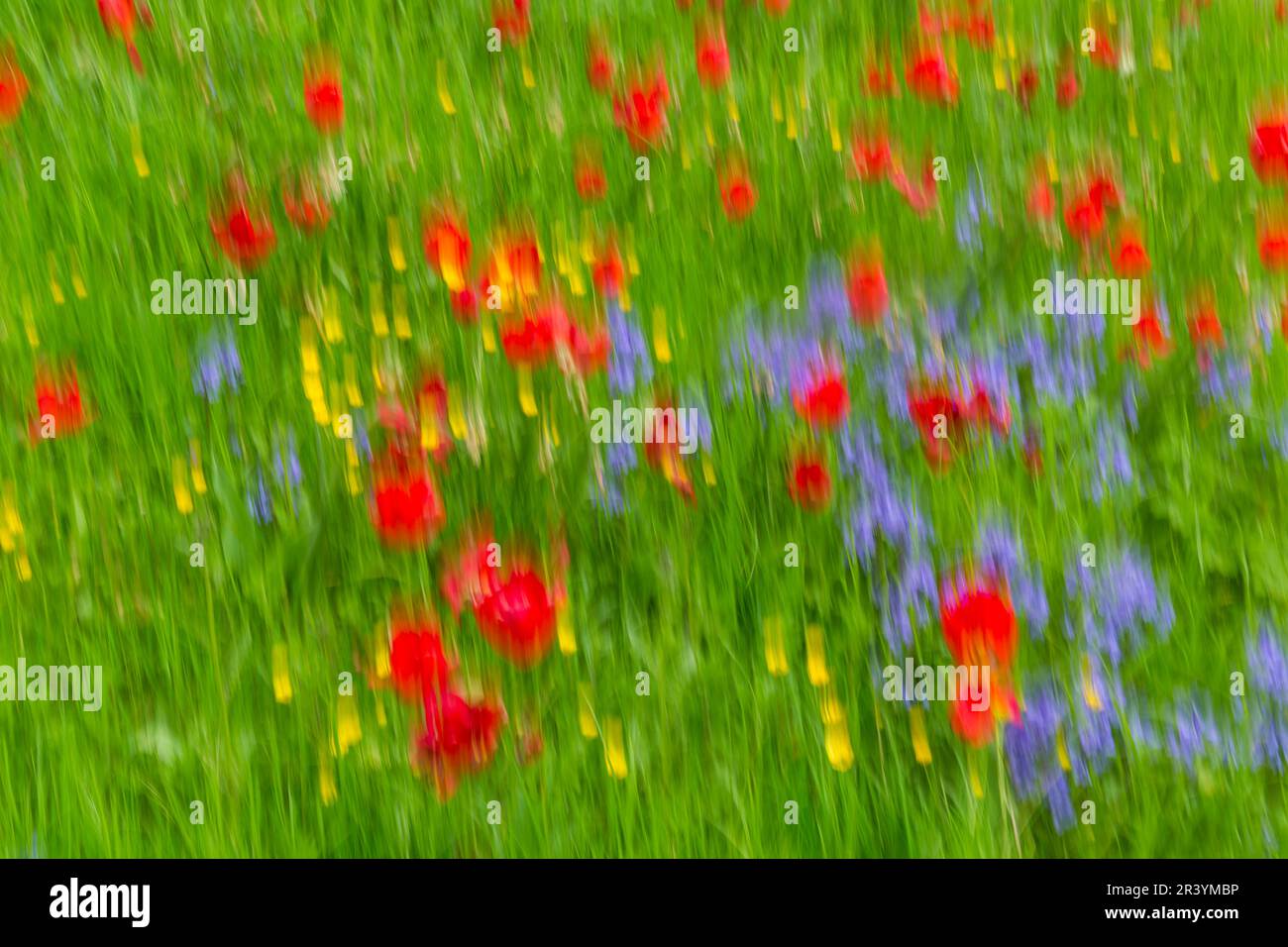 tulips tulip flower impressions flowers at UK in May spring summer ...