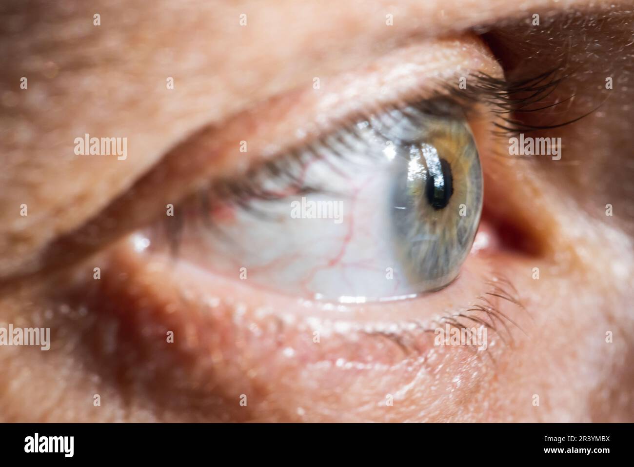 Close up photo of a human eye with gray green iris, side view Stock ...