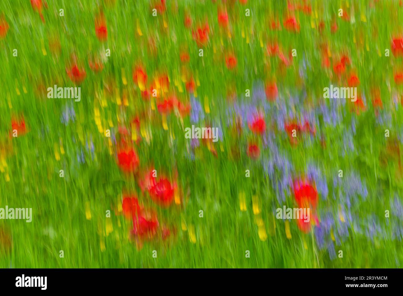 tulips tulip flower impressions flowers at UK in May spring summer ...