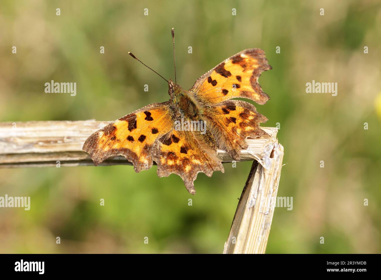 Polygonia c-album, syn. Nymphalis c-album, known as the Comma butterfly ...