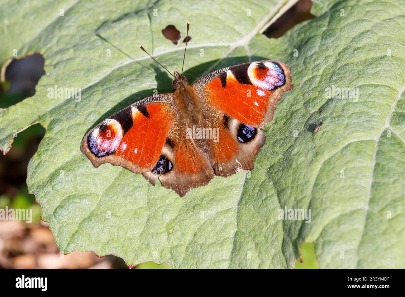 Inachis io, syn. Nymphalis io, known as Peacock butterfly, European ...