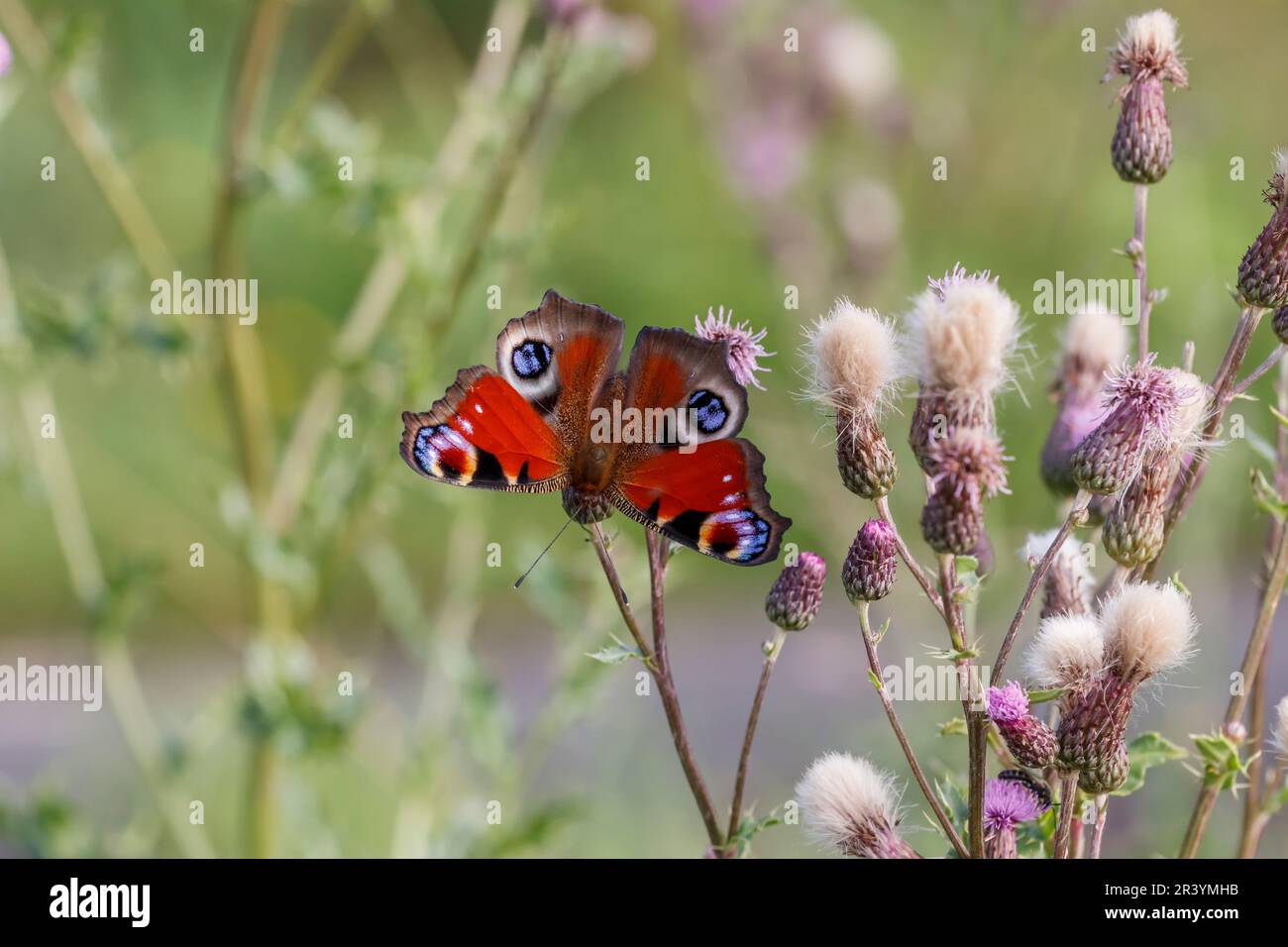 Inachis io, syn. Nymphalis io, known as Peacock butterfly, European ...