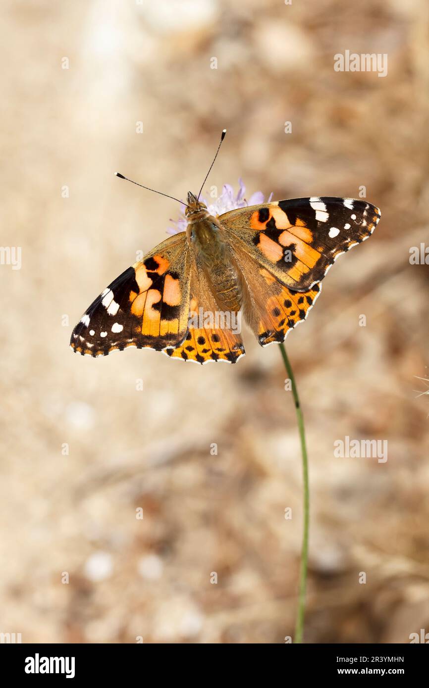 Vanessa atalanta, common names are Red admiral, Red admirable Stock ...