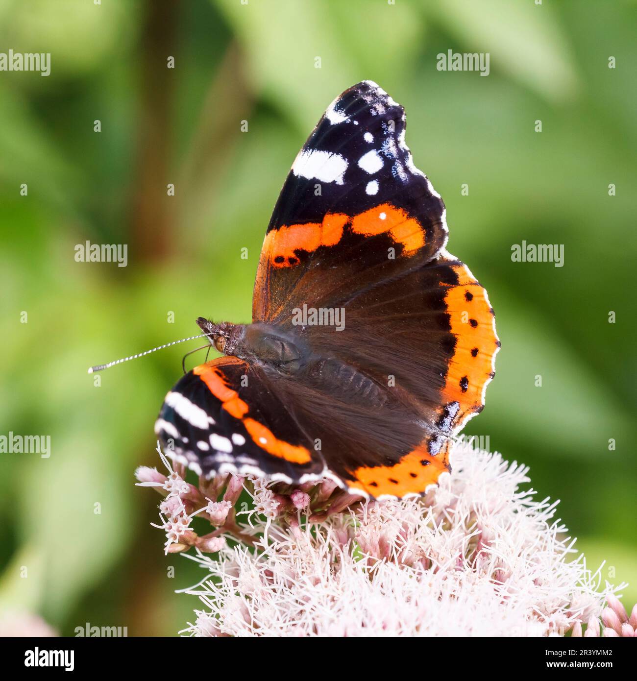 Vanessa atalanta, common names are Red admiral, Red admirable Stock ...