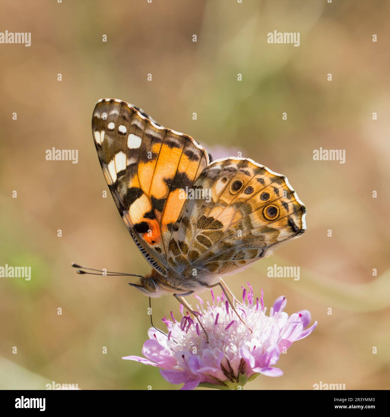 Vanessa cardui, syn. Cynthia cardui, known as Painted lady, Painted ...