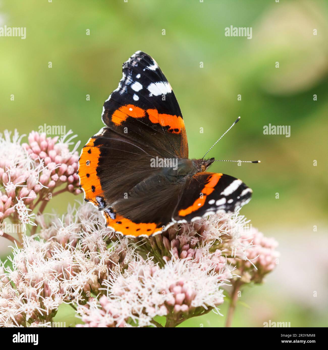 Vanessa atalanta, common names are Red admiral, Red admirable Stock ...