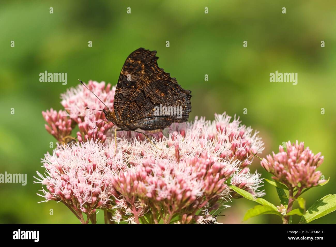 Inachis io, syn. Nymphalis io, known as Peacock butterfly, European ...