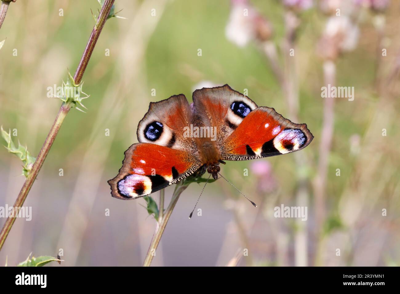 Inachis io, syn. Nymphalis io, known as Peacock butterfly, European ...