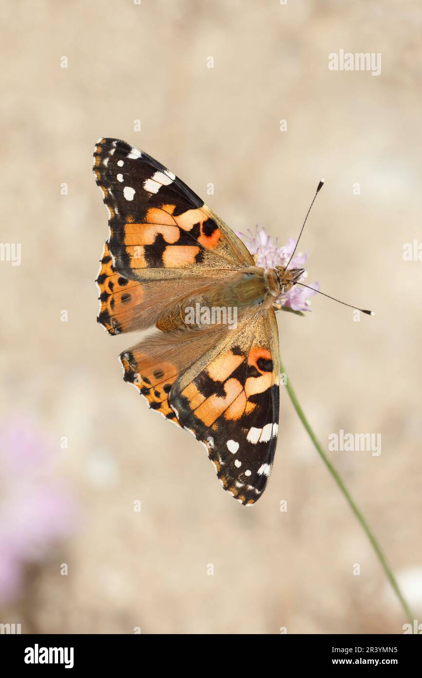 Vanessa cardui, syn. Cynthia cardui, known as Painted lady, Painted ...