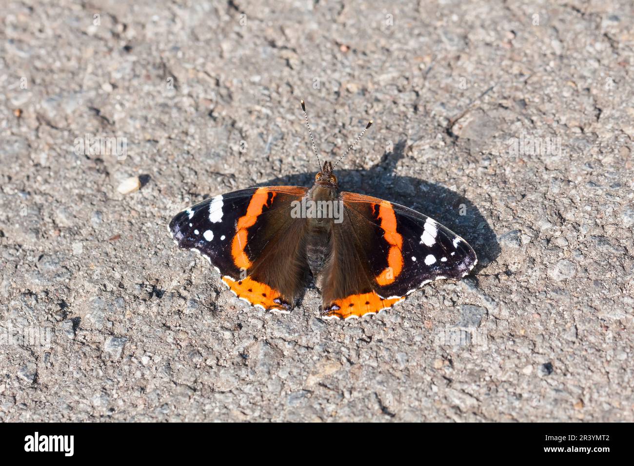 Vanessa atalanta, common names are Red admiral, Red admirable Stock ...
