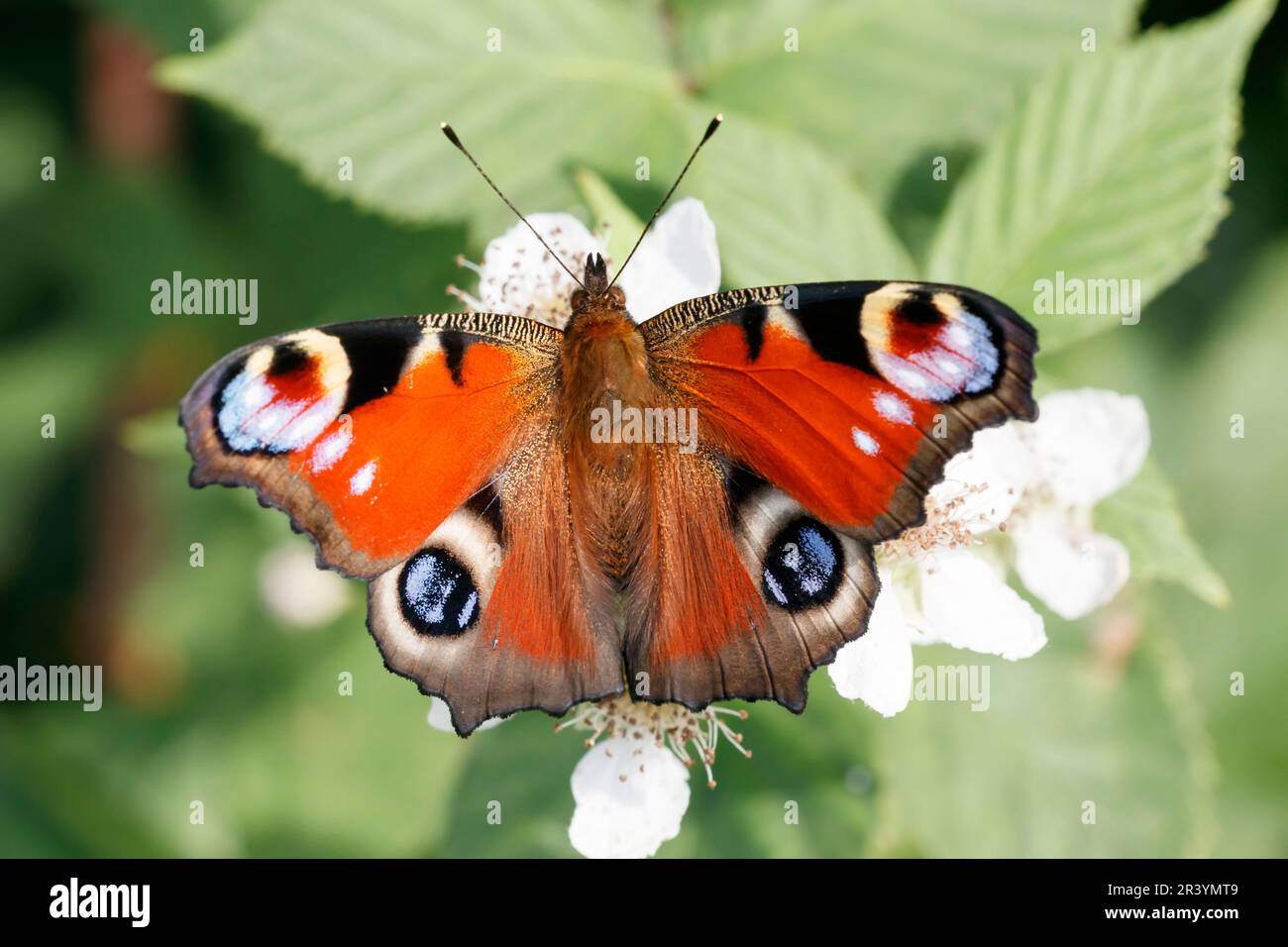 Inachis io, syn. Nymphalis io, known as Peacock butterfly, European ...
