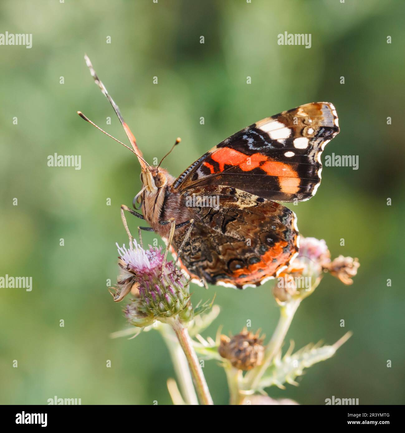 Vanessa atalanta, common names are Red admiral, Red admirable Stock ...