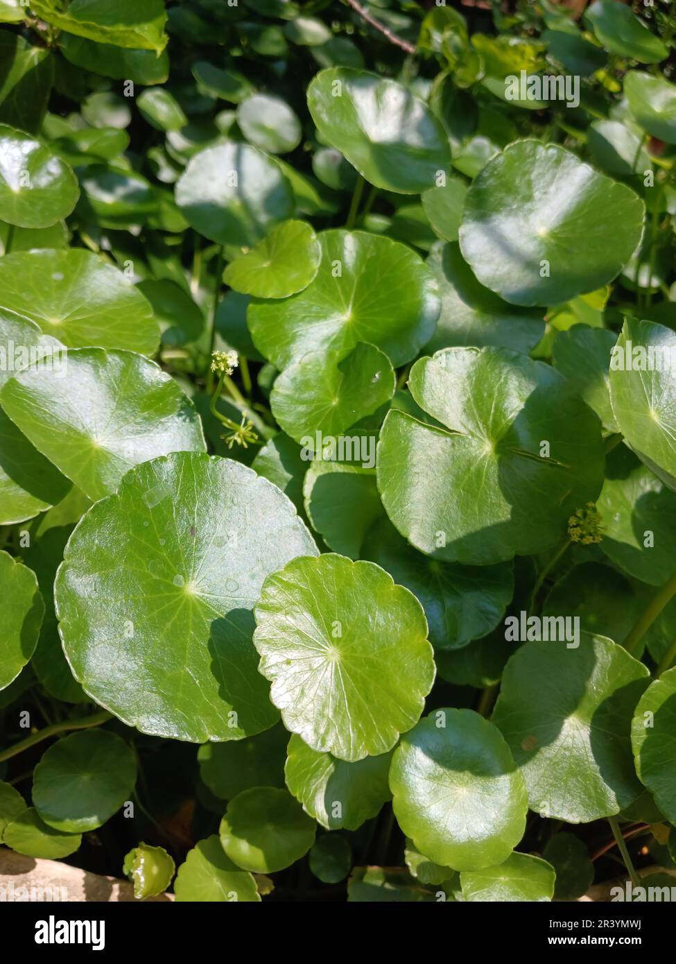Close up of Gotu kola tree or Asiatic pennywort or Indian pennywort ...