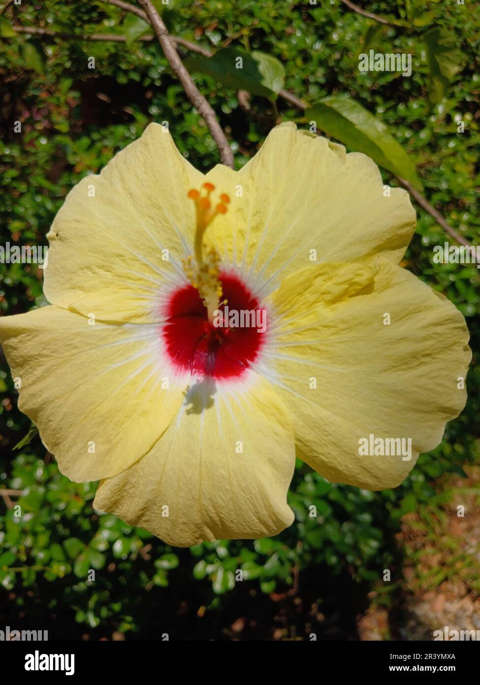 Close up Pollen of Yellow Hibiscus rosa-sinensis or Cooperi with green ...