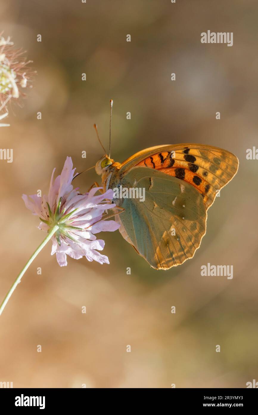 Argynnis pandora, known as Cardinal, Cardinal fritillary, Mediterranean ...