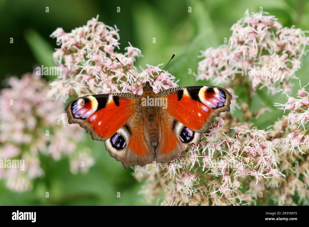 Inachis io, syn. Nymphalis io, known as Peacock butterfly, European ...