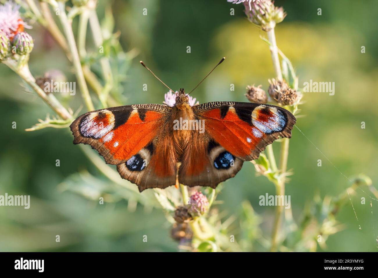 Inachis io, syn. Nymphalis io, known as Peacock butterfly, European ...