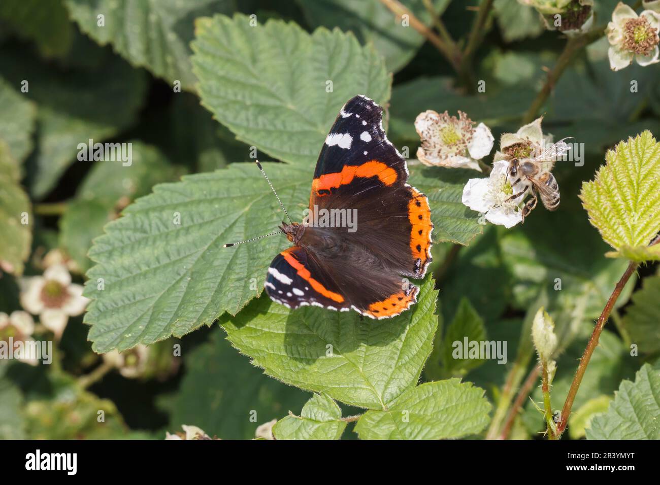 Vanessa atalanta, common names are Red admiral, Red admirable Stock ...