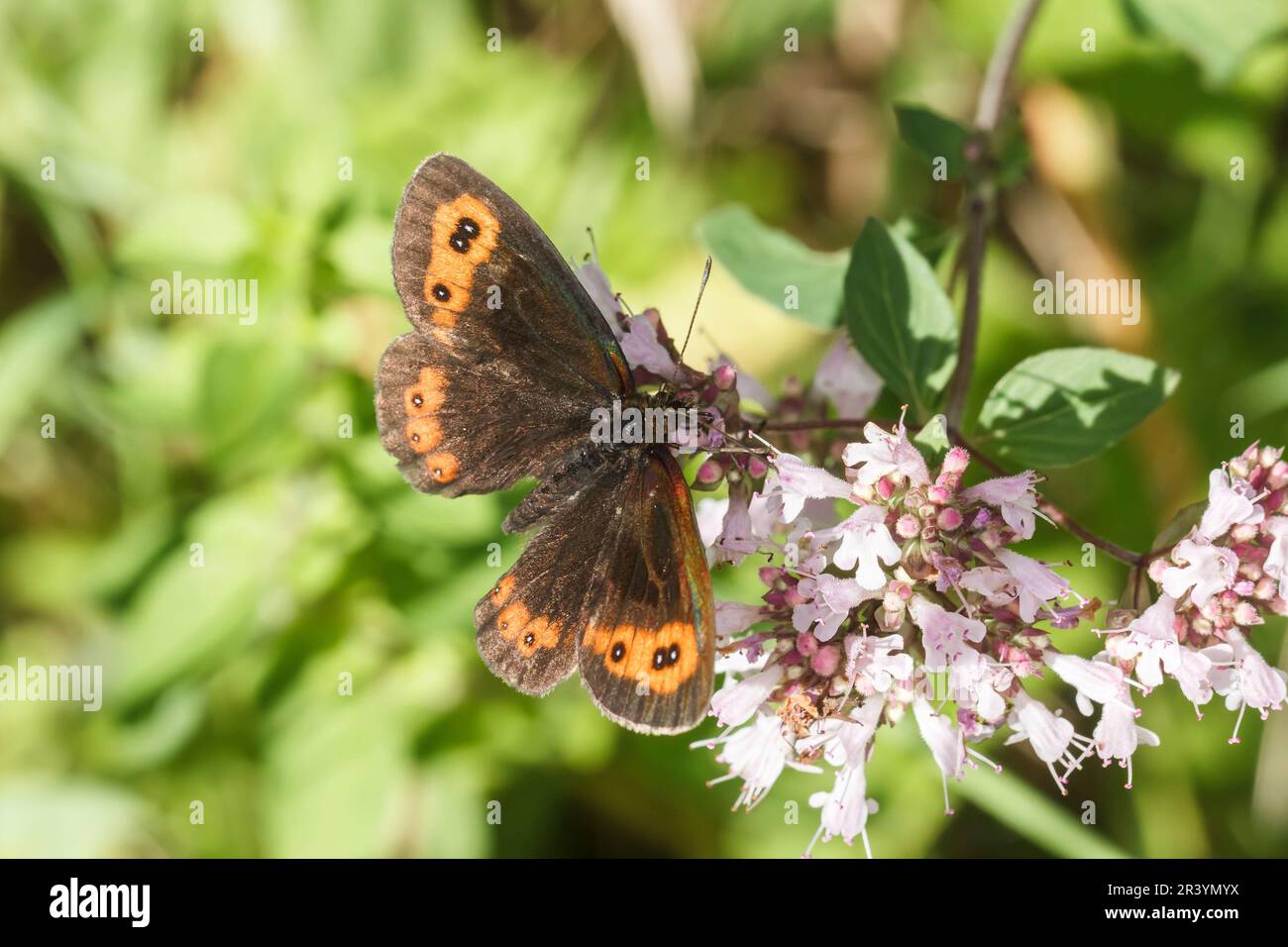 Erebia aethiops, known as Scotch argus Stock Photo - Alamy