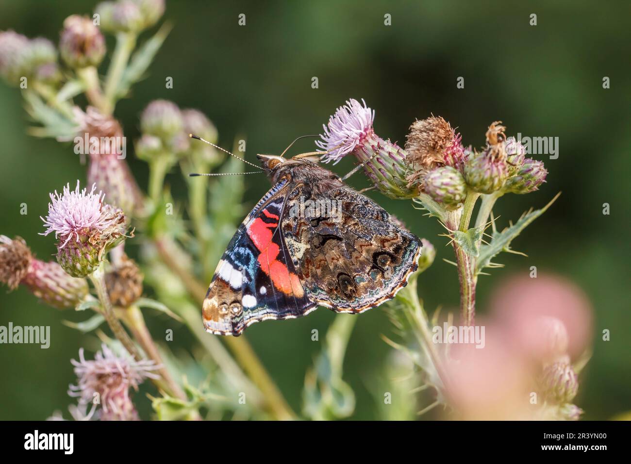 Vanessa atalanta, common names are Red admiral, Red admirable Stock ...