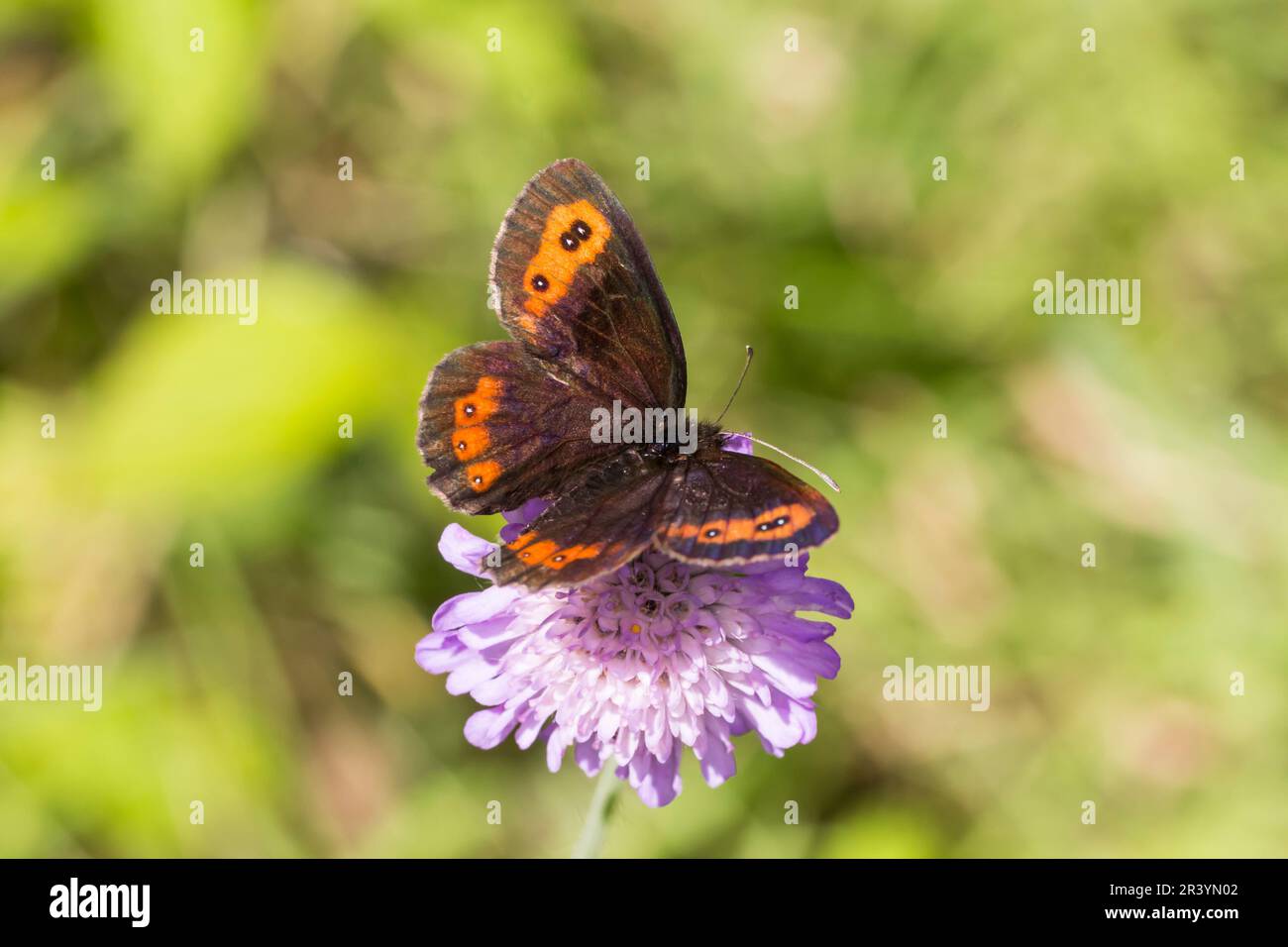 Erebia aethiops, known as Scotch argus Stock Photo - Alamy