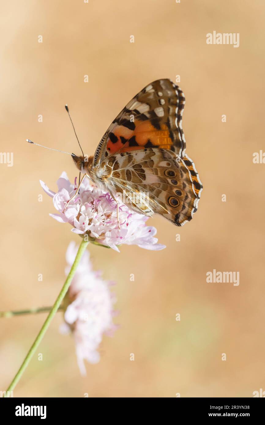 Vanessa cardui, syn. Cynthia cardui, known as Painted lady, Painted ...