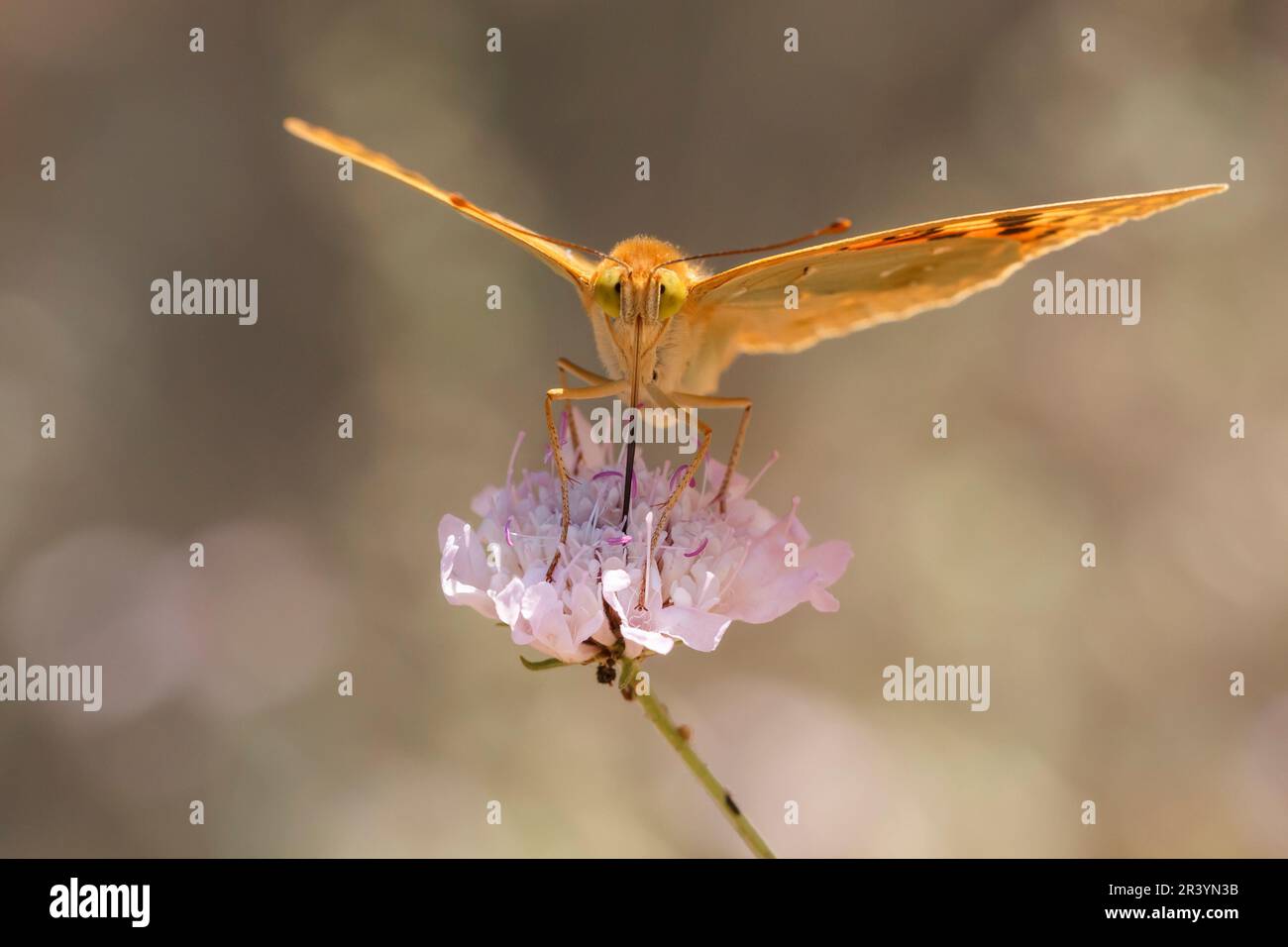 Argynnis pandora, known as Cardinal, Cardinal fritillary, Mediterranean ...