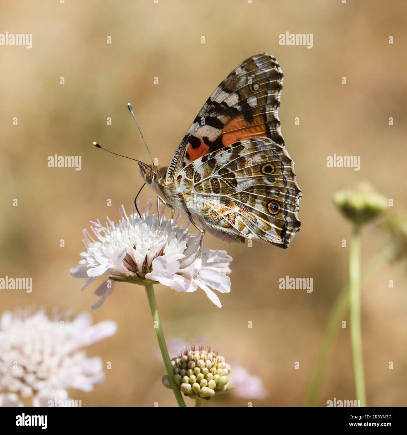 Vanessa cardui, syn. Cynthia cardui, known as Painted lady, Painted ...