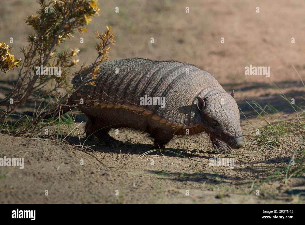 Armadillo in semidesertic environment, Peninsula Valdes, Patagonia ...