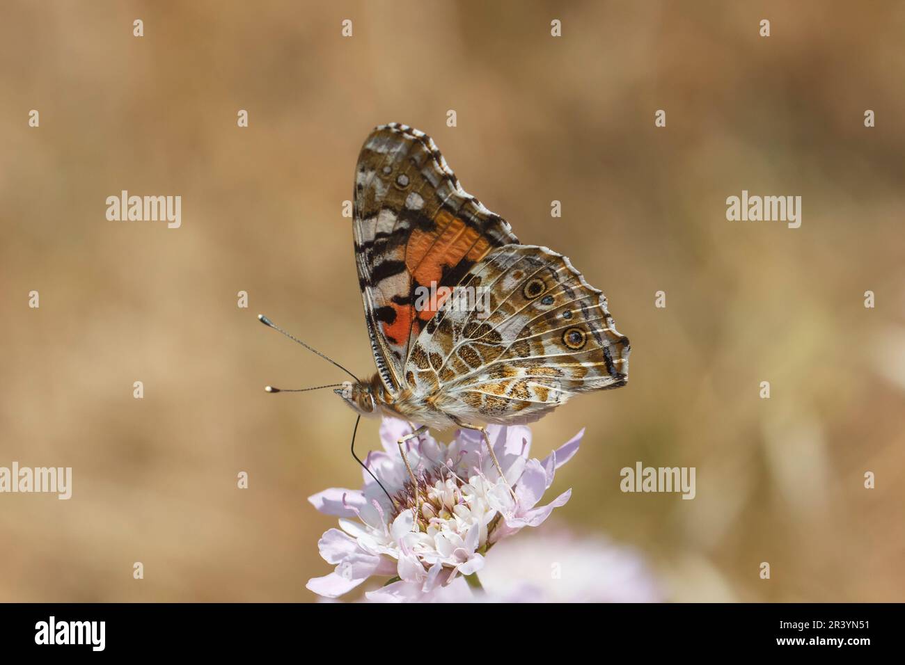 Vanessa cardui, syn. Cynthia cardui, known as Painted lady, Painted ...