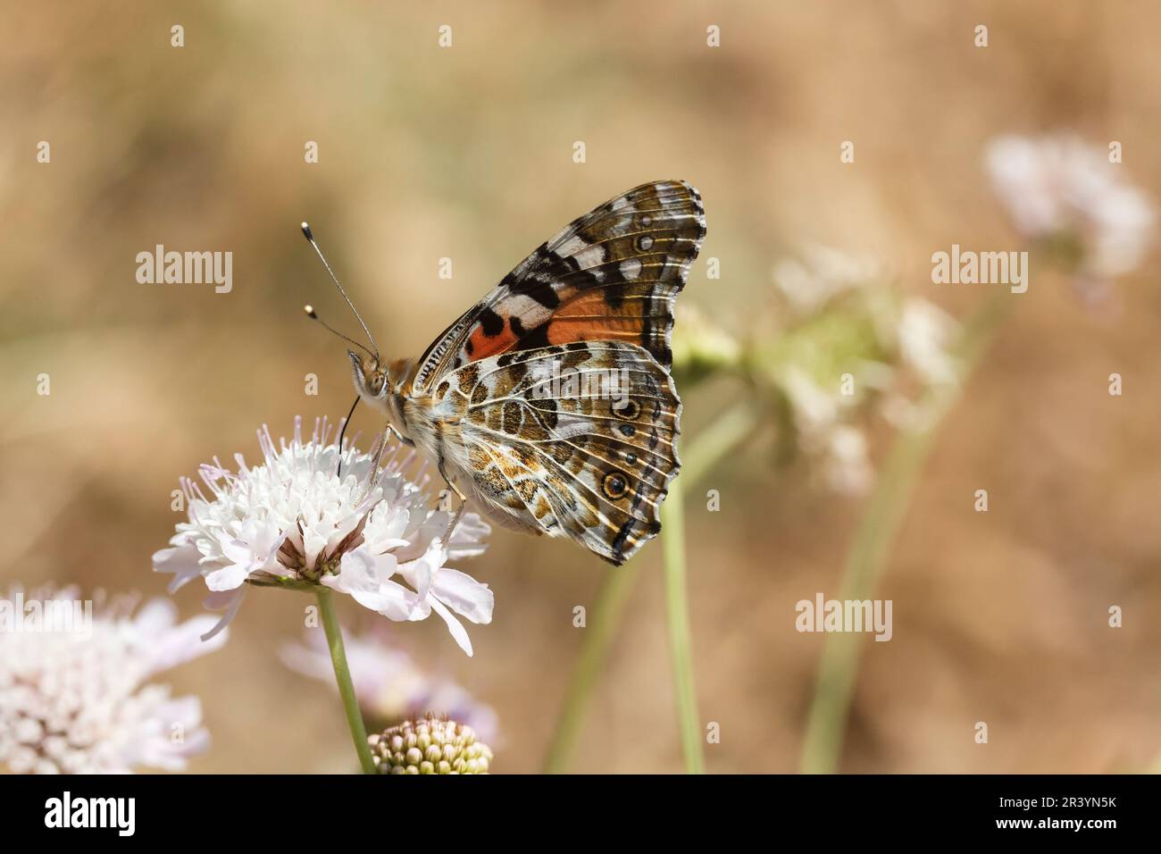Vanessa cardui, syn. Cynthia cardui, known as Painted lady, Painted ...